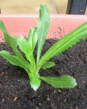 AgroNegocios: El Culantro Coyote,Cilantro Ancho (Eryngium Foetidum)
