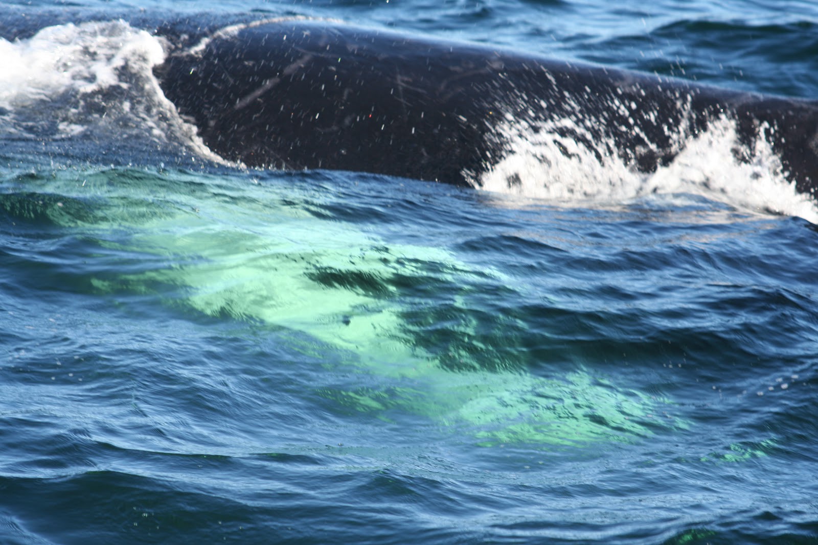 Pine Lake: The Blog: Whales!