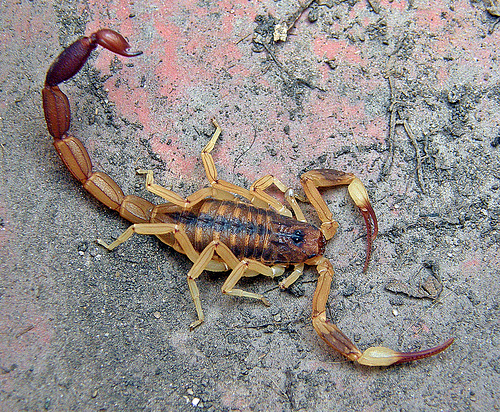 Nos compete a todos: ¡Alerta! ¡Alacranes!