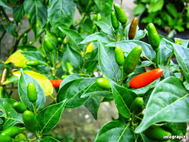 Pag Kain ng Siling Labuyo: Read Niyo to Para Ma educate kayo ~ Kuya Sid