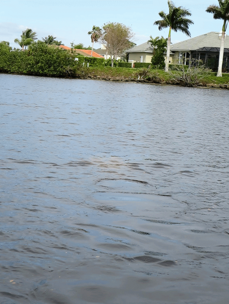 Where to See Manatees in the Florida Everglades on a Naples Day Trip