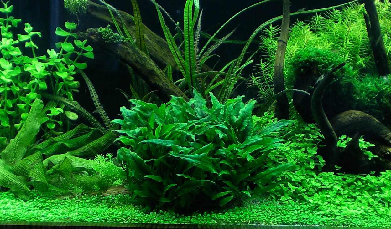 AquaBie: Plant : Cyptocoryne Wendtii (Tropica Crypt)