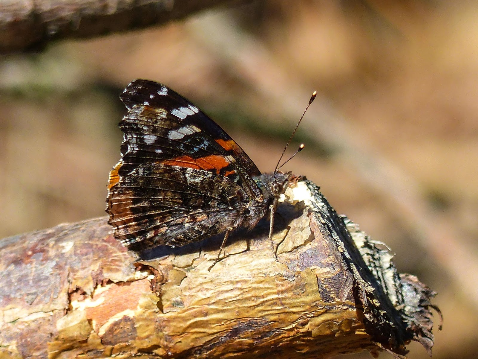 Gale's Photo and Birding Blog: Migrating Red Admirals