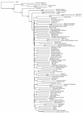 The Genealogical World of Phylogenetic Networks: Why do we still use ...