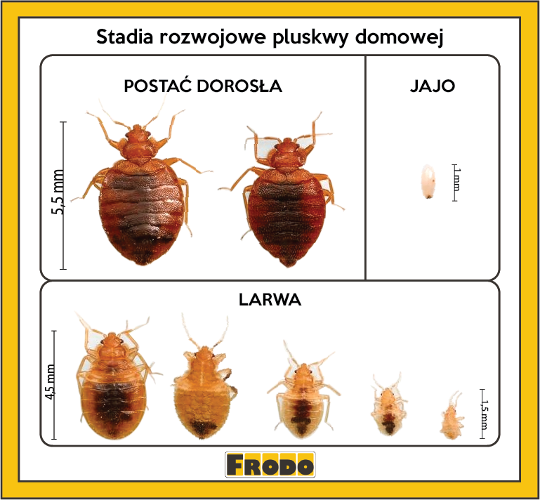 FRODO DDD: Badanie kodu genetycznego pluskwy odkrywa dlaczego staje się ...