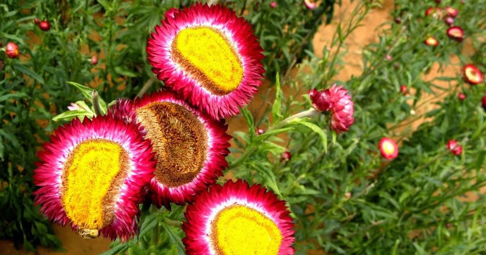 Watch a Livestream Coverage of the Panagbenga Festival 2014 Parades