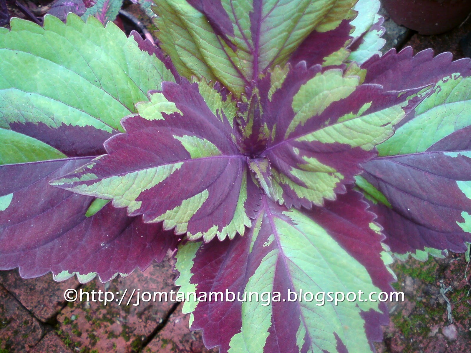 Jom Tanam Bunga: Hati-Hati Dengan Pokok Ati-Ati