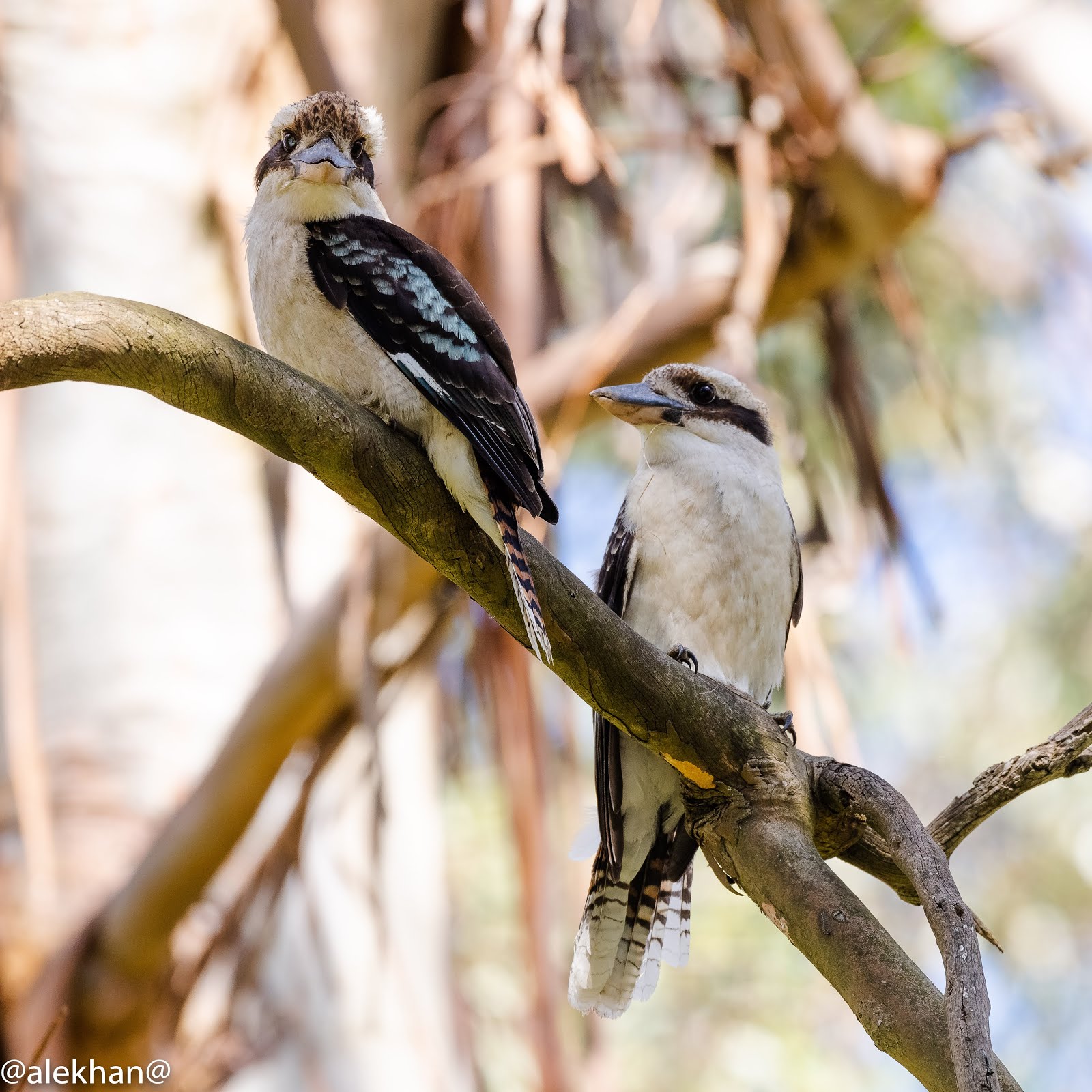 Pájaros, Pajarracos: Cucaburra común (Laughing Kookaburra)