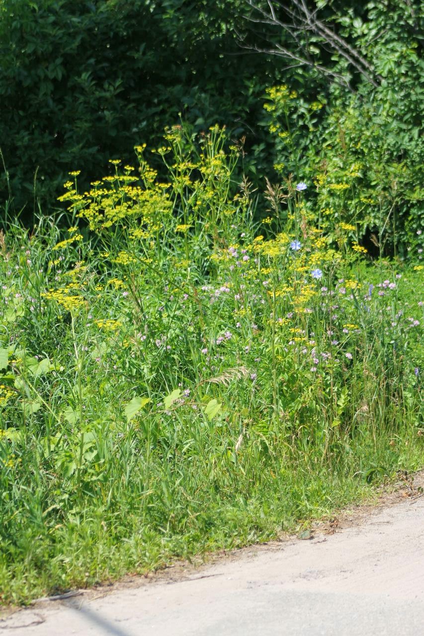 Reflections From Crumbly Acres Wild Parsnip Abounds In Ontario Ditches