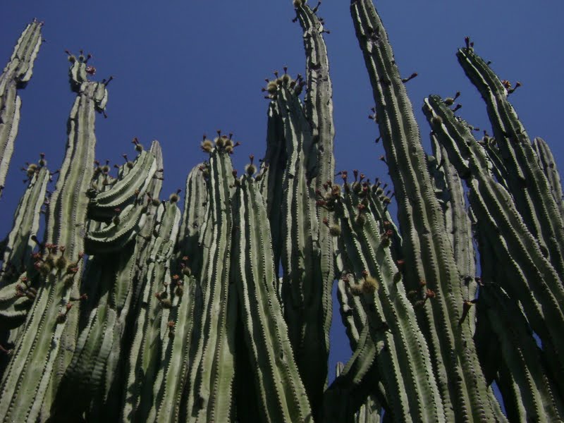 Everything you ever wanted to know about Pitayas - La Cocina de Leslie