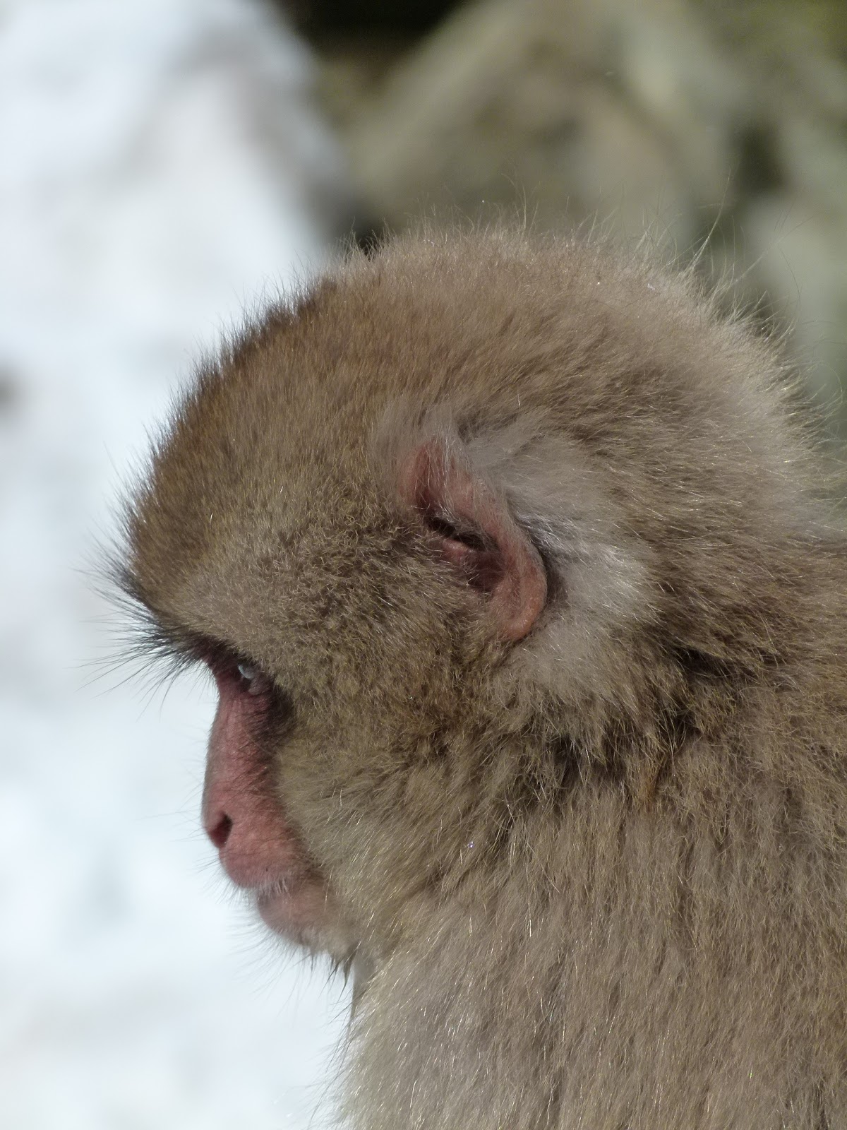 Japońskie makaki jeszcze raz, czyli małpy w kąpieli