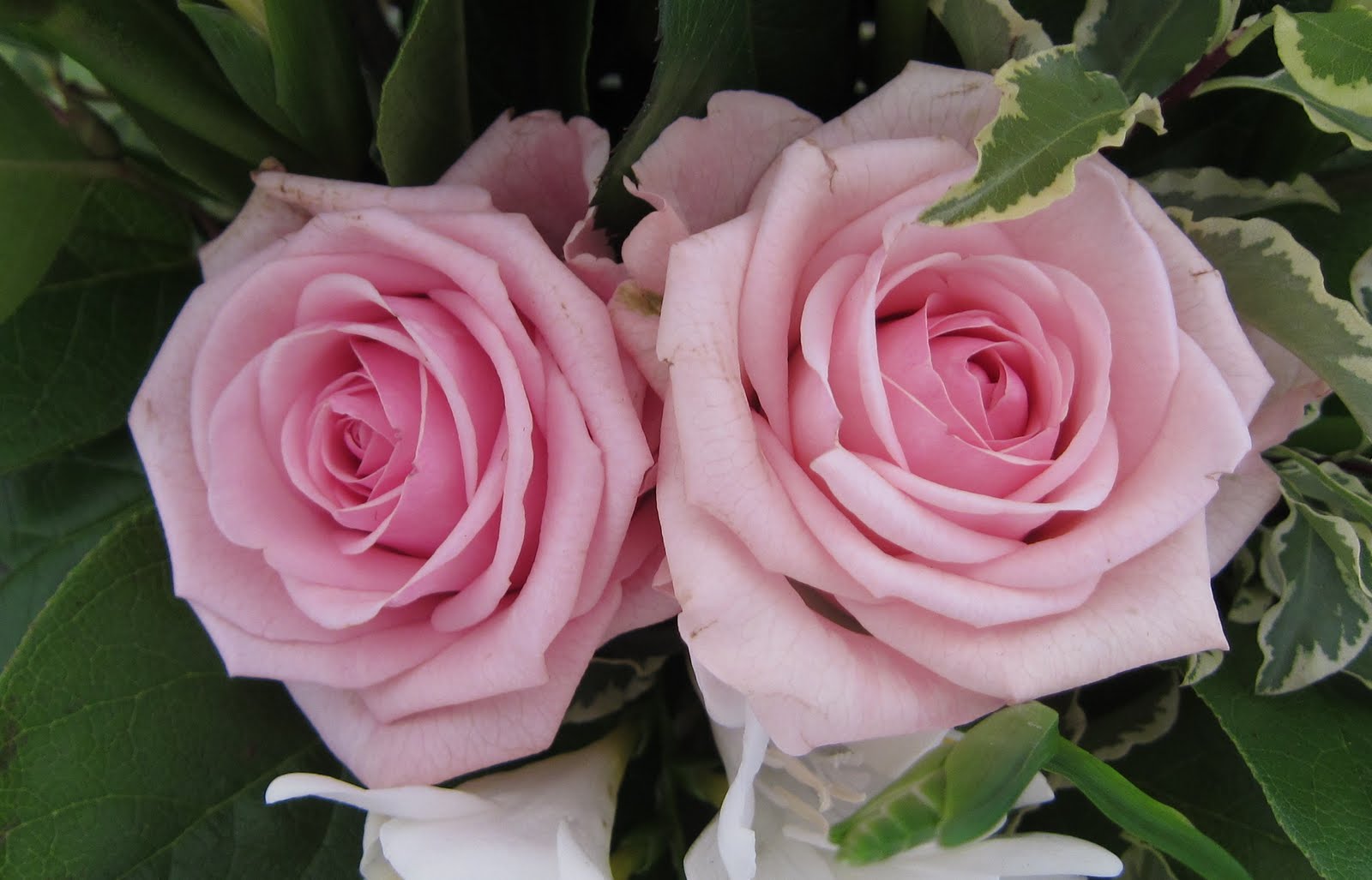 Hos Fru Hyldig: Lyserøde roser