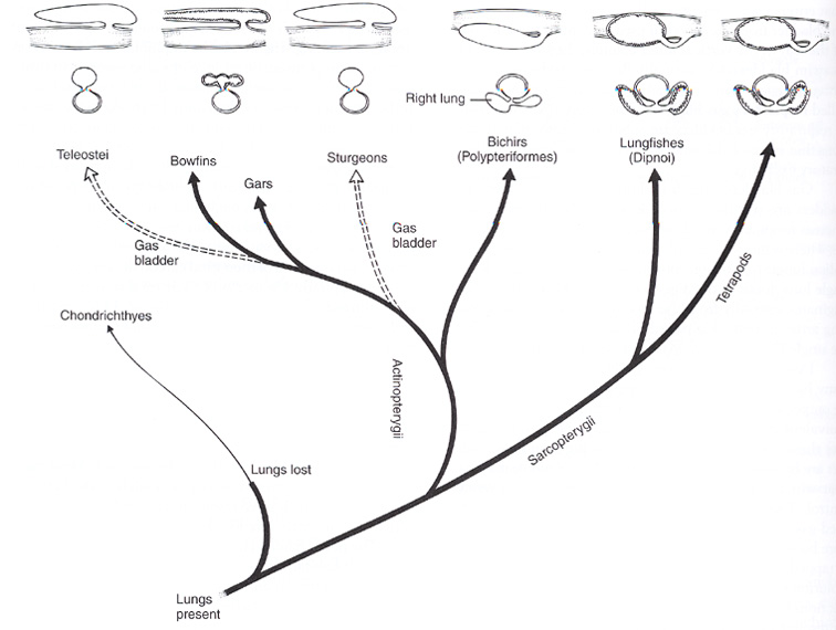 evolution - How did fish evolve the ability to breathe on land ...