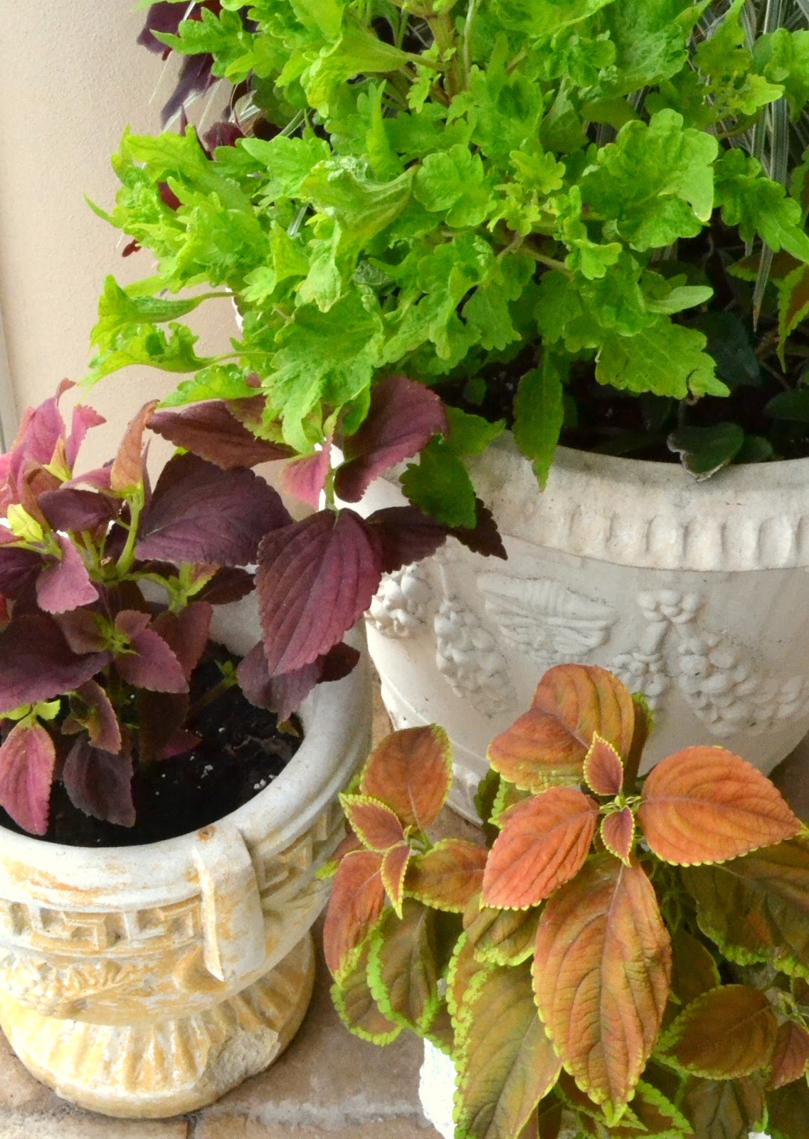 The Homeless Finch: How To Root Coleus. It's Easy. (and a Feature!)