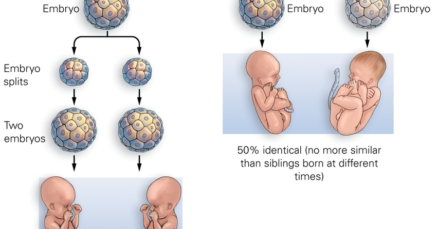 Sarah´s Blog: UNIT 3. REPRODUCTION