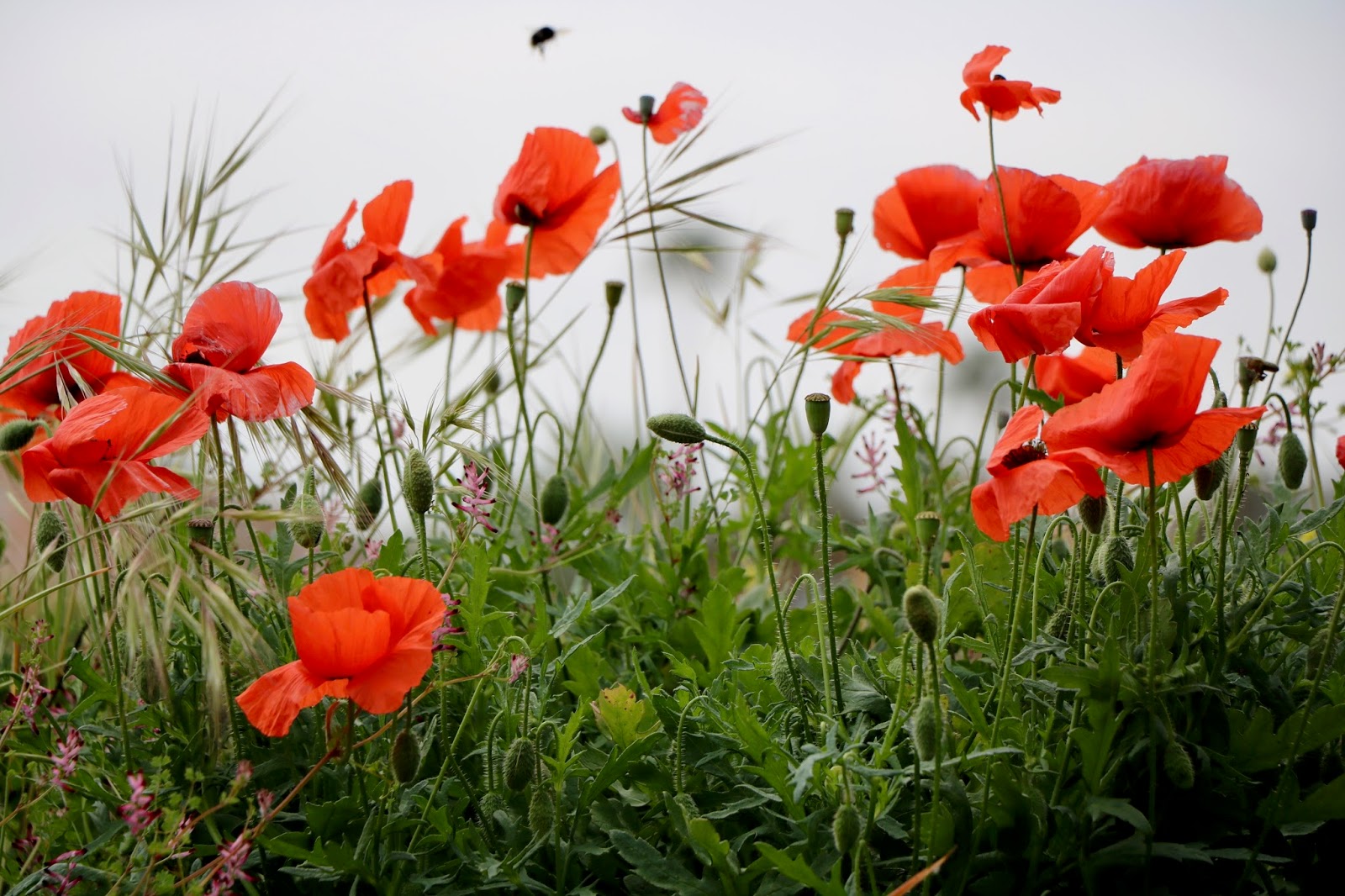 Amapola como flor comestible | De flores comestibles