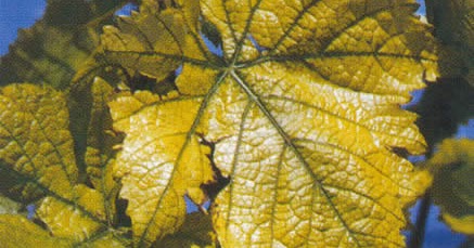 JARDIVIGNE: Petit point sur la Chlorose Ferrique