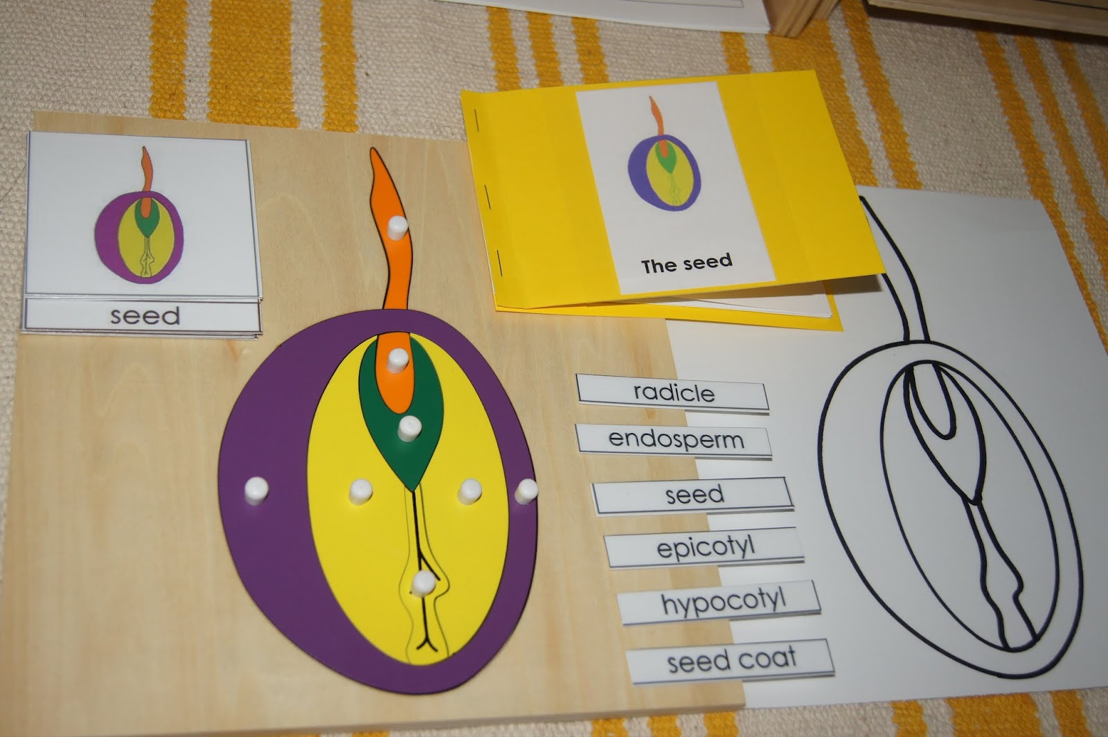 Botany 1 - Montessori Botany Puzzle Cabinet Work - "Making Montessori Ours"