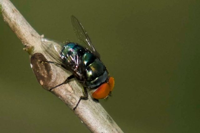 Singapore Wild Animals: True Flies