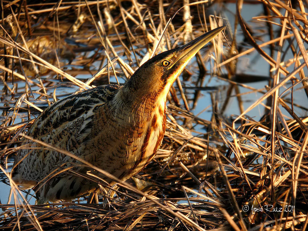 Naturaleza y Fotografía: Avetoro común - Botaurus stellaris - Great Bittern