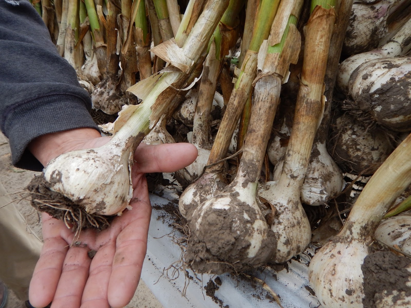 Harmony Valley Farm: You Reap What You Sow… In Garlic & Relationships