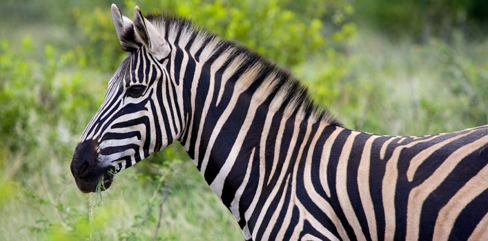 25 Amazing Facts About Zebras