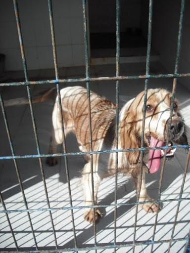 mispequeñosgigantesde4patas-2: VIEJITO MURIENDOSE EN LA PERRERA, NO ...
