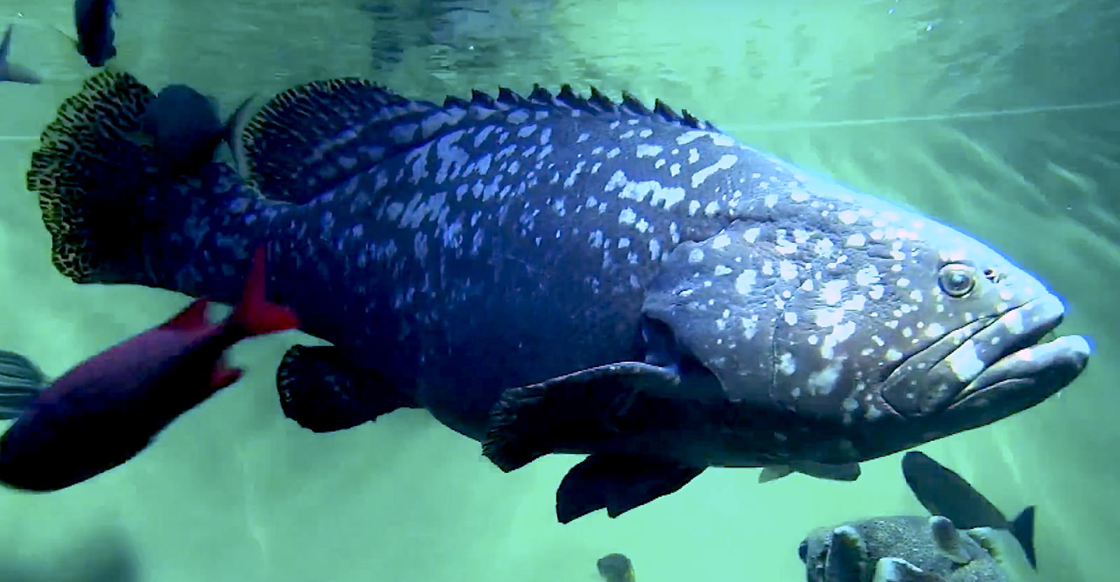 Aquarium Movies (Japan) archive 生きている魚図鑑: タマカイ Giant grouper ...