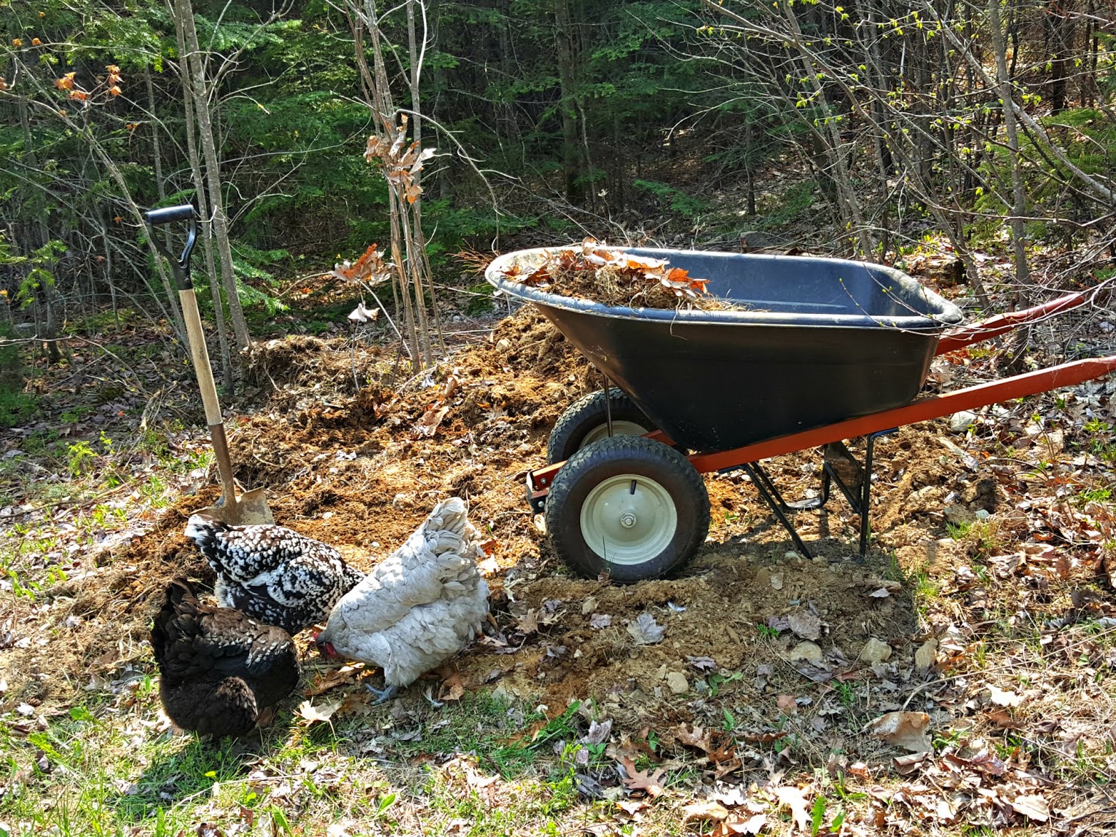 How Can I Protect my Chickens from Hawks? - Fresh Eggs Daily® with Lisa ...