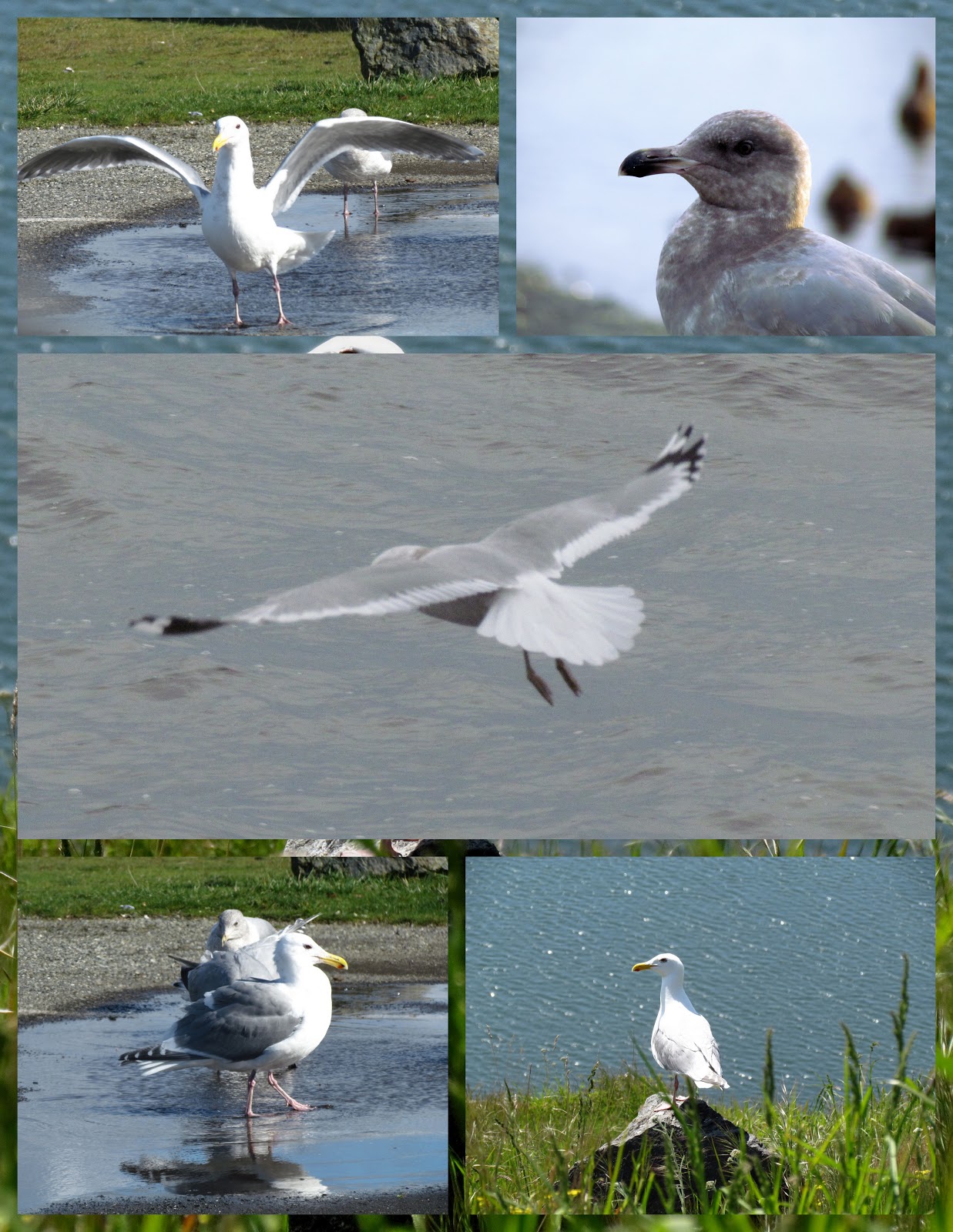 Scene Through My Eyes: Seagulls