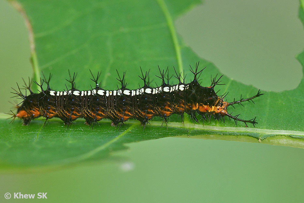 Butterflies of Singapore: Return of the Angled Castor