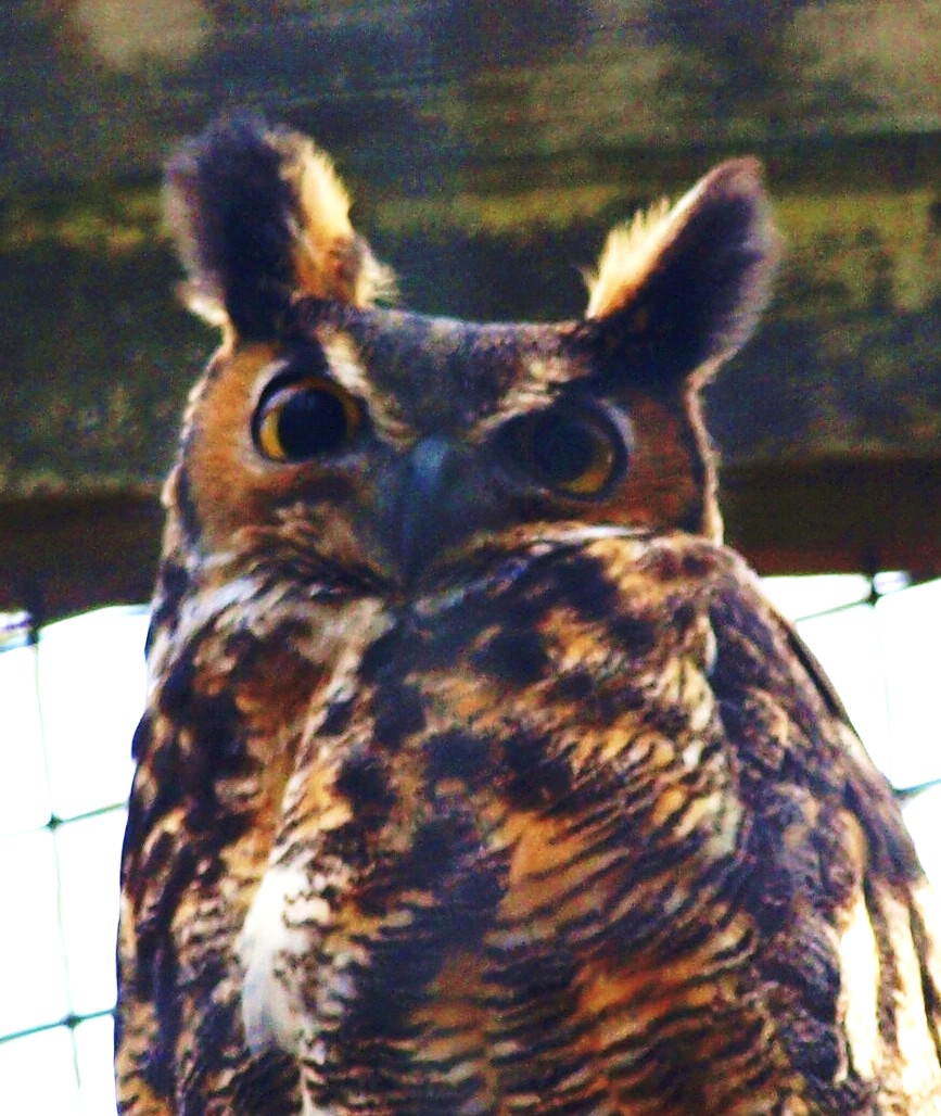 ARTIQUERYROSE: GREAT HORNED OWL REFERENCE PHOTO