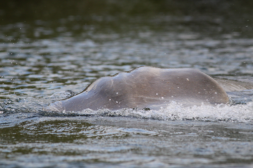 The Rambling Wren: Manatee Tails