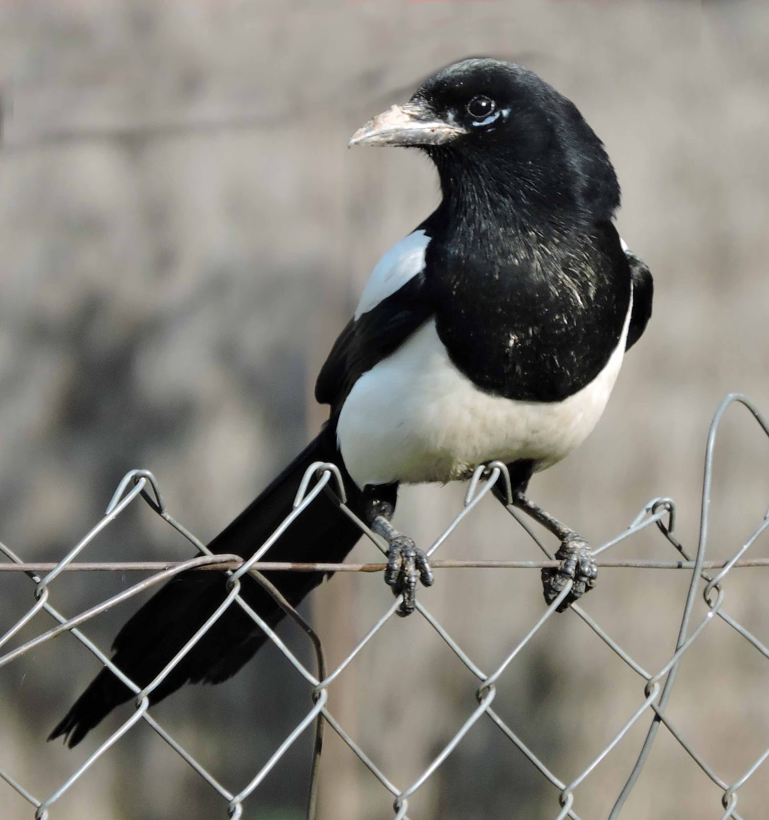 Blog del Màrius Domingo, Ca la Gallineta: 1/6/16 - 1/7/16