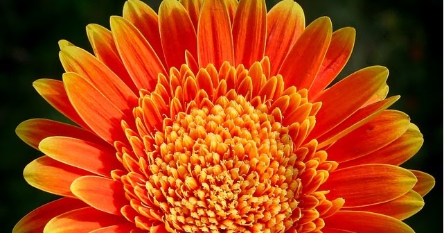 Heal with Arunima: Hara Chakra – The emotional centre