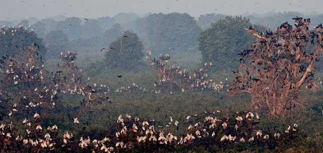 VISITEUSSOON: Cambodia Tour Prek Toal ( Bird sanctuary )