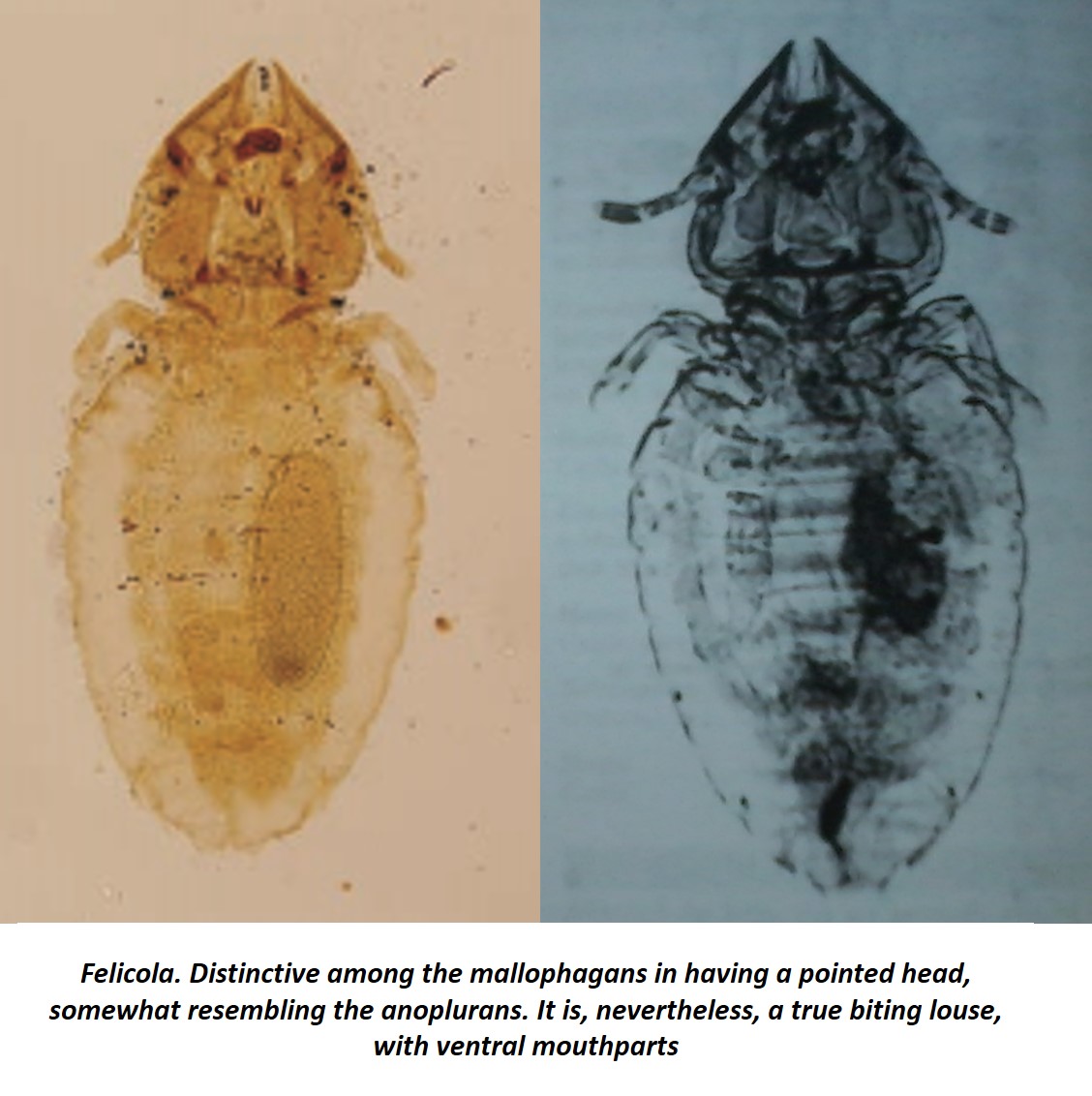 EKTOPARASIT PADA KUCING