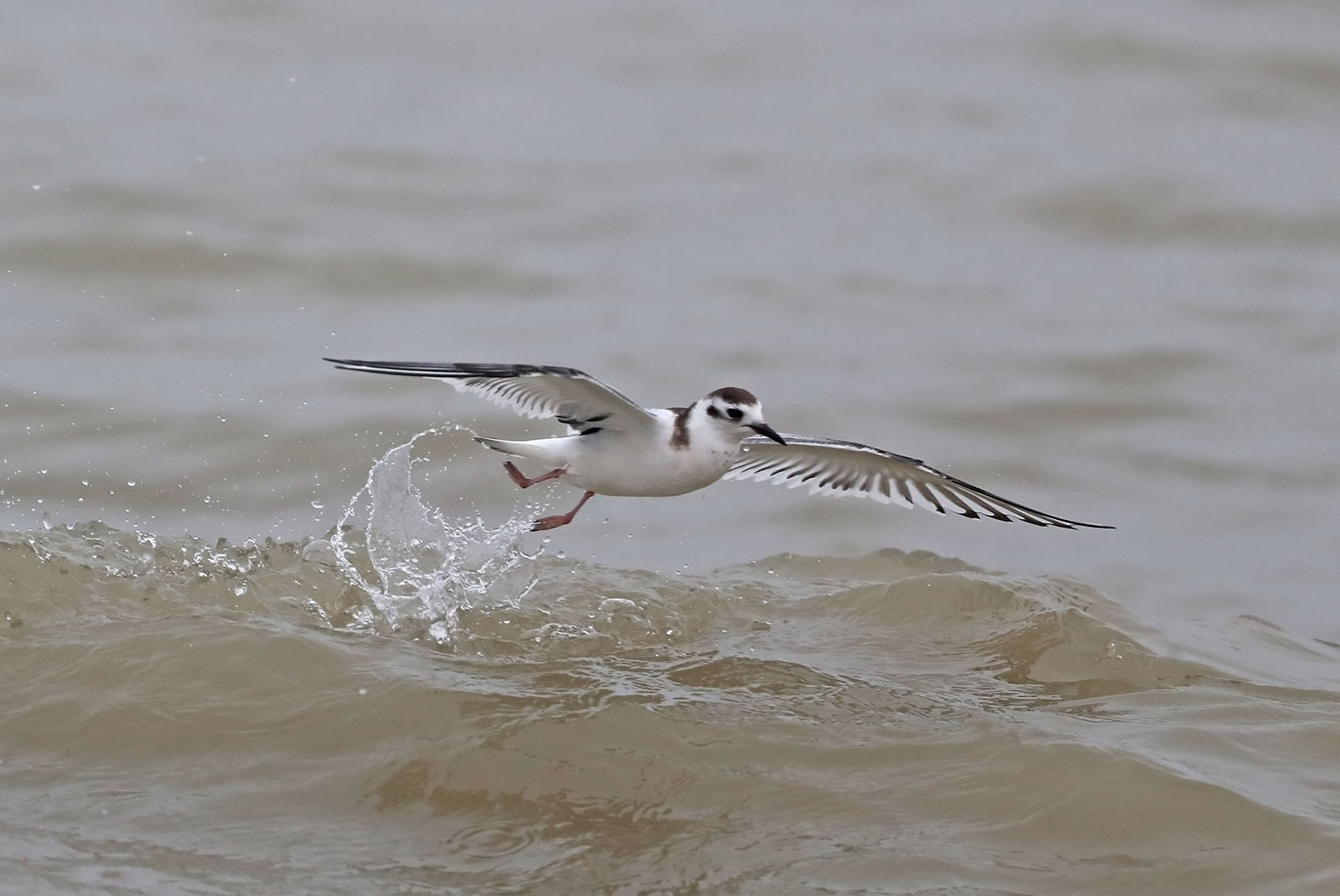 PLODDINGBIRDER: Little Gull!