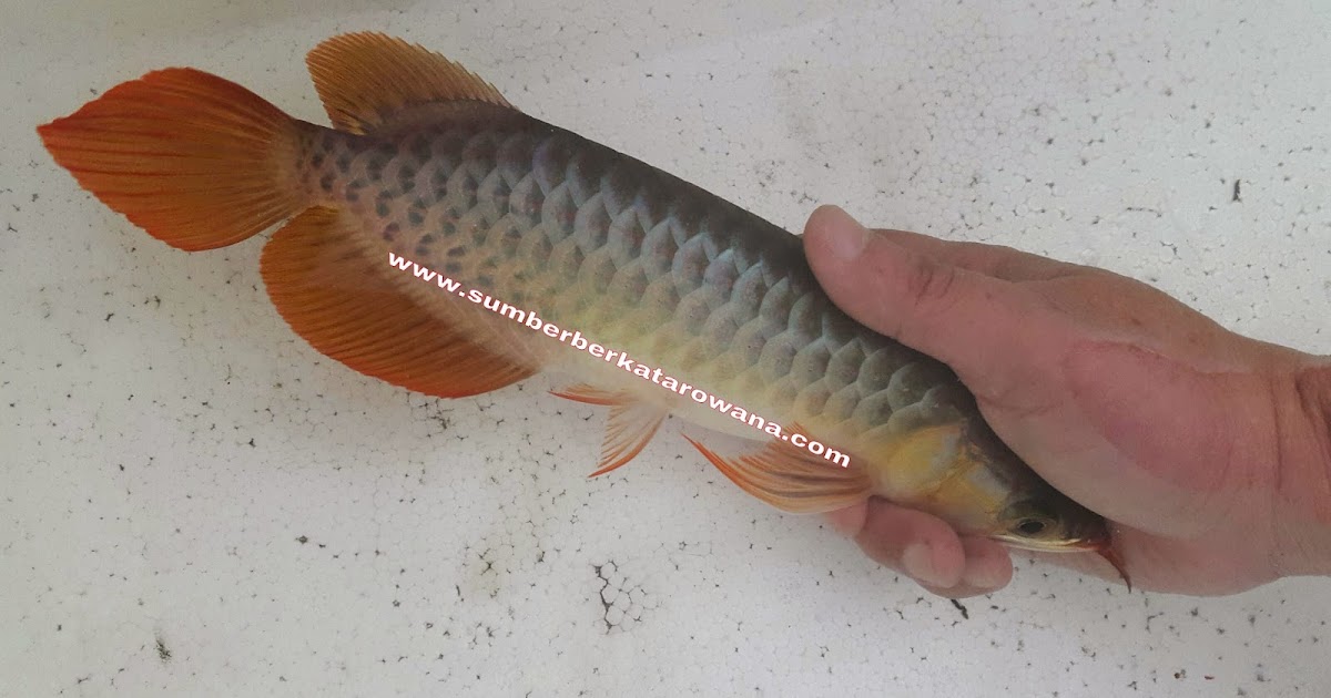 Jual Arwana Super Red Manado - Toko Distributor Arwana Super Red | Jual ...