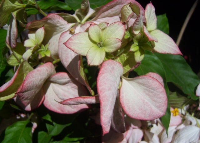 In A Costa Tropical Garden: Mussaenda erythrophylla ...... Tropical Dogwood