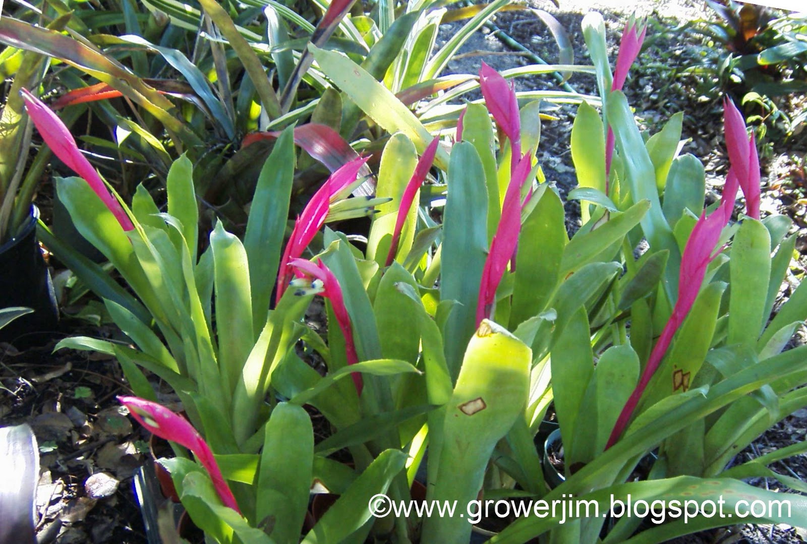 Garden Adventures: Billbergia manarae