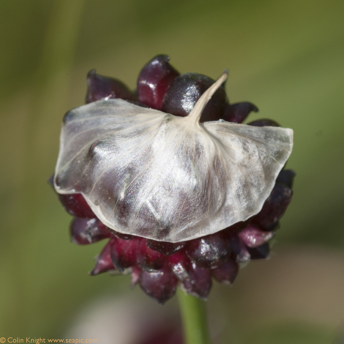 Postcards from Sussex: Crow Garlic and Tortoiseshells at Anchor Bottom