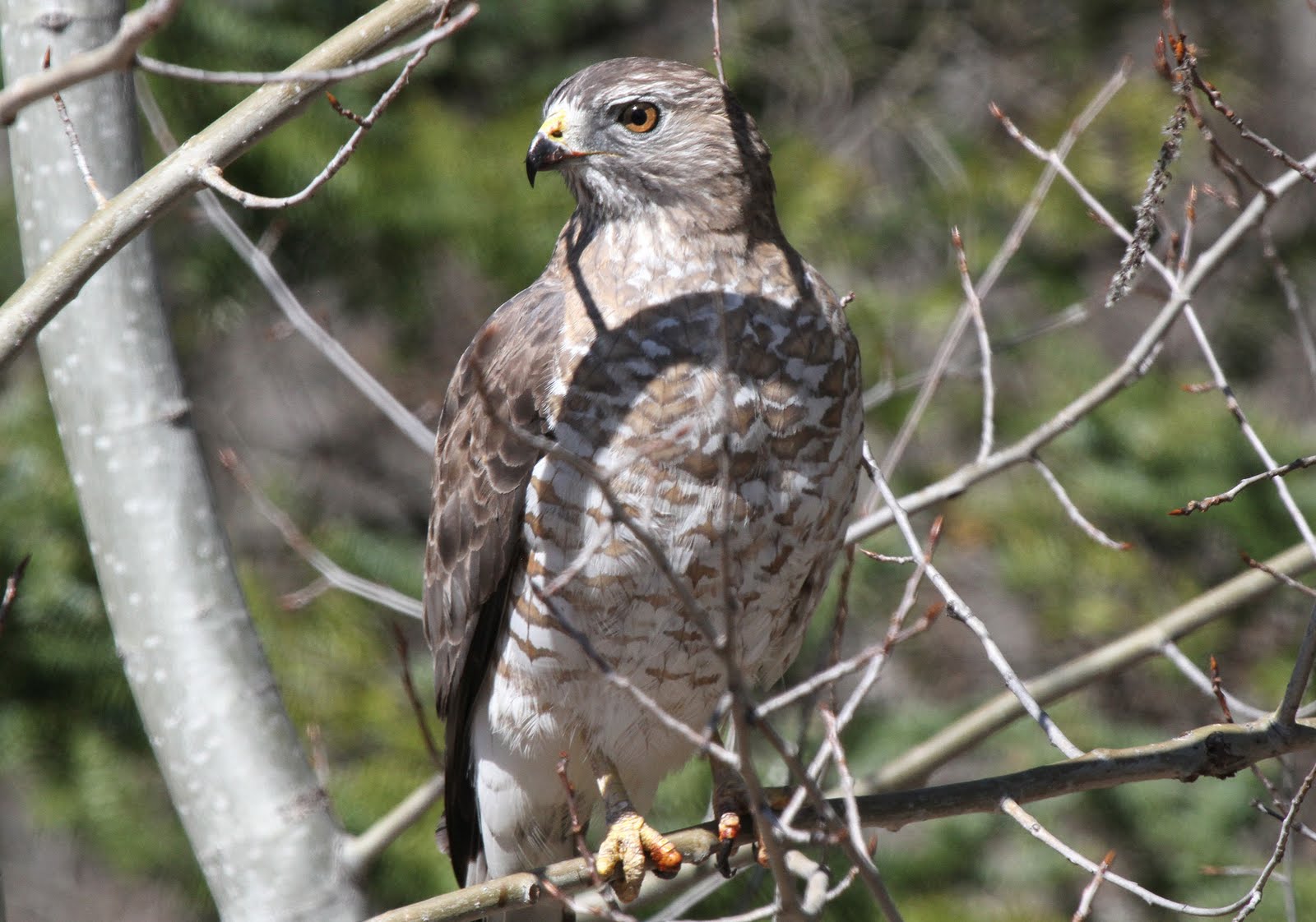 ShutterWi: Wildlife photography day. Hawks, Grouse and Elk.