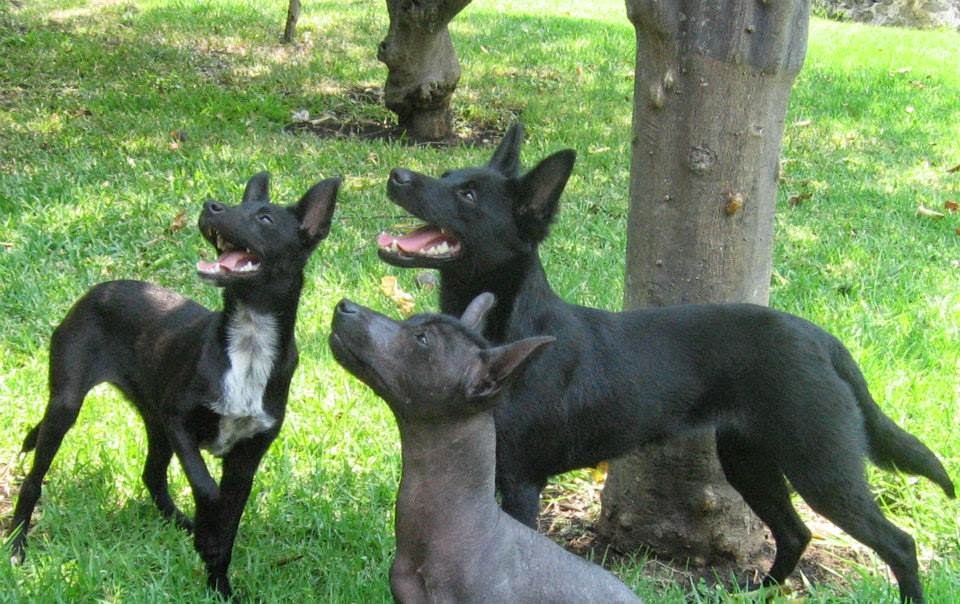 || Itzcuintli || Perro Mesoamericano: SITUACIÓN ACTUAL EN TORNO AL ...