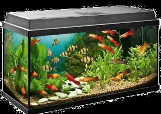 Devocional Diario. Reflexiones para vos: "¿CÓMO ESTÁ USTED REALMENTE?"