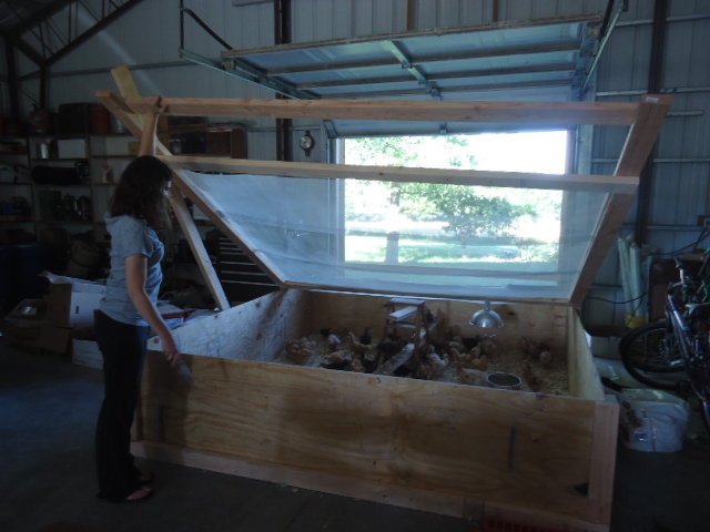 Cottage Farmette: Chicken Movers