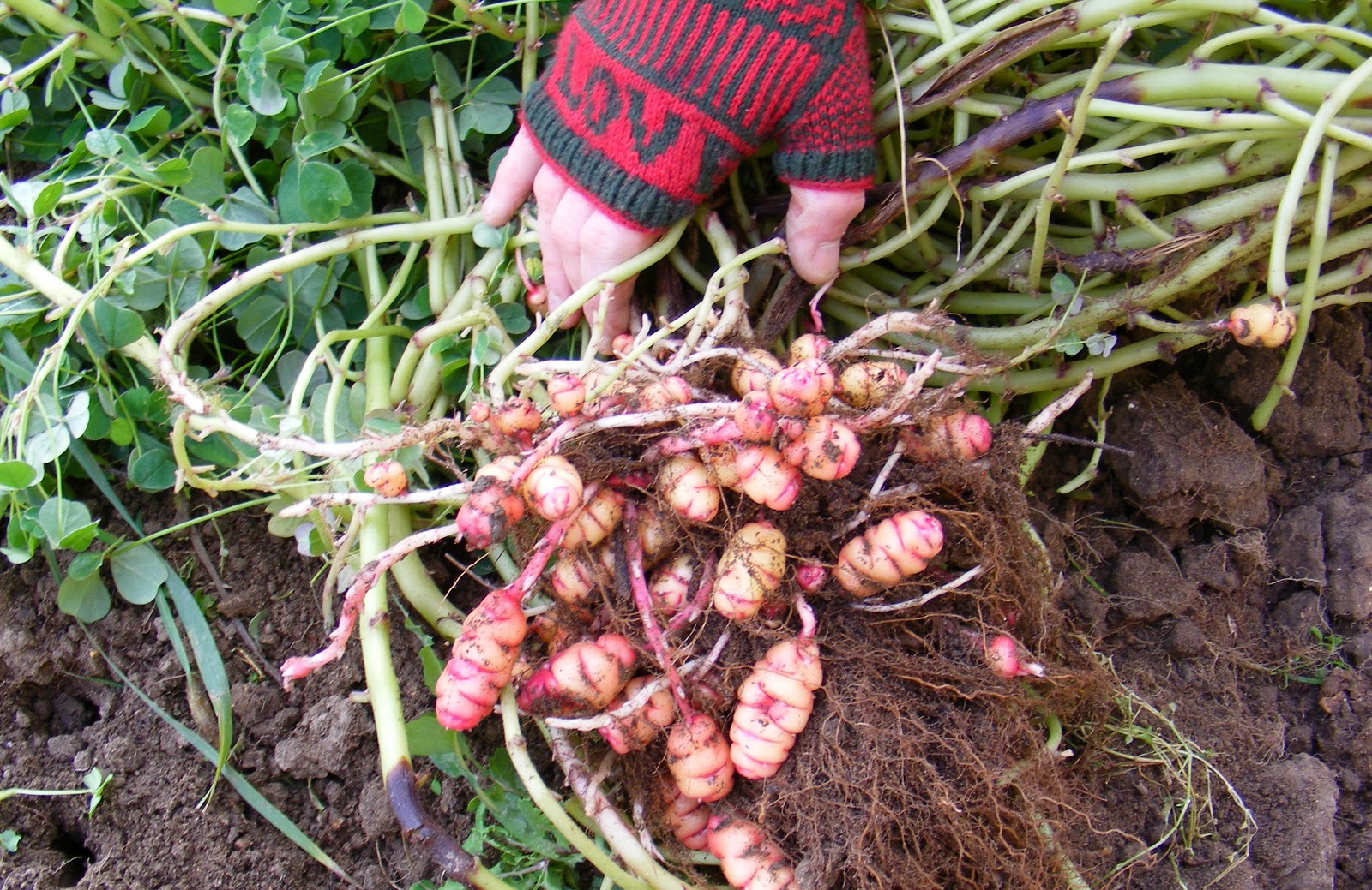 Growing Oca: Assessing Some New Oca Varieties