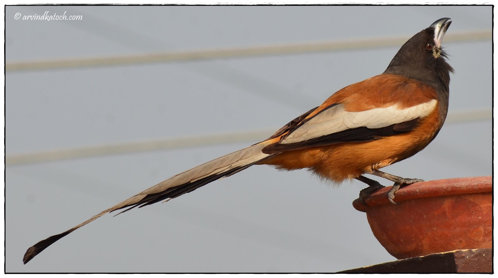 The Rufous Treepie Pictures and Detail (Dendrocitta Vagabunda ...