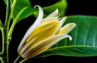 Bunga Jeumpa (Michelia champaka) - INFO BARU