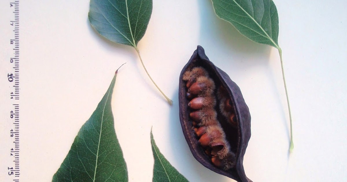 HERBARIO VIRTUAL DE BANYERES DE MARIOLA Y ALICANTE: Brachychiton ...